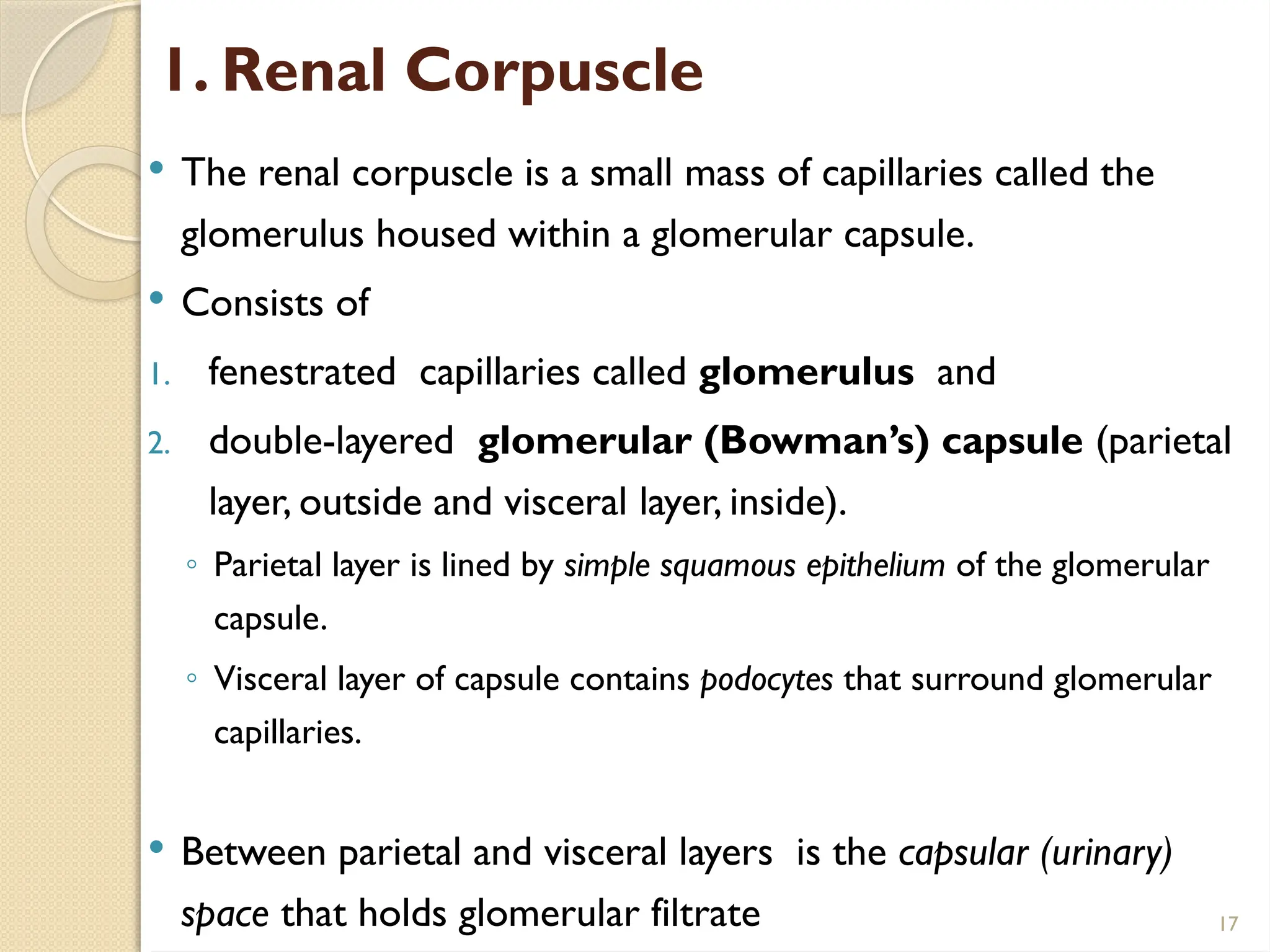 HISTOLOGY OF URINARY SYSTEM.pptx Histology Anatomy | PPTX