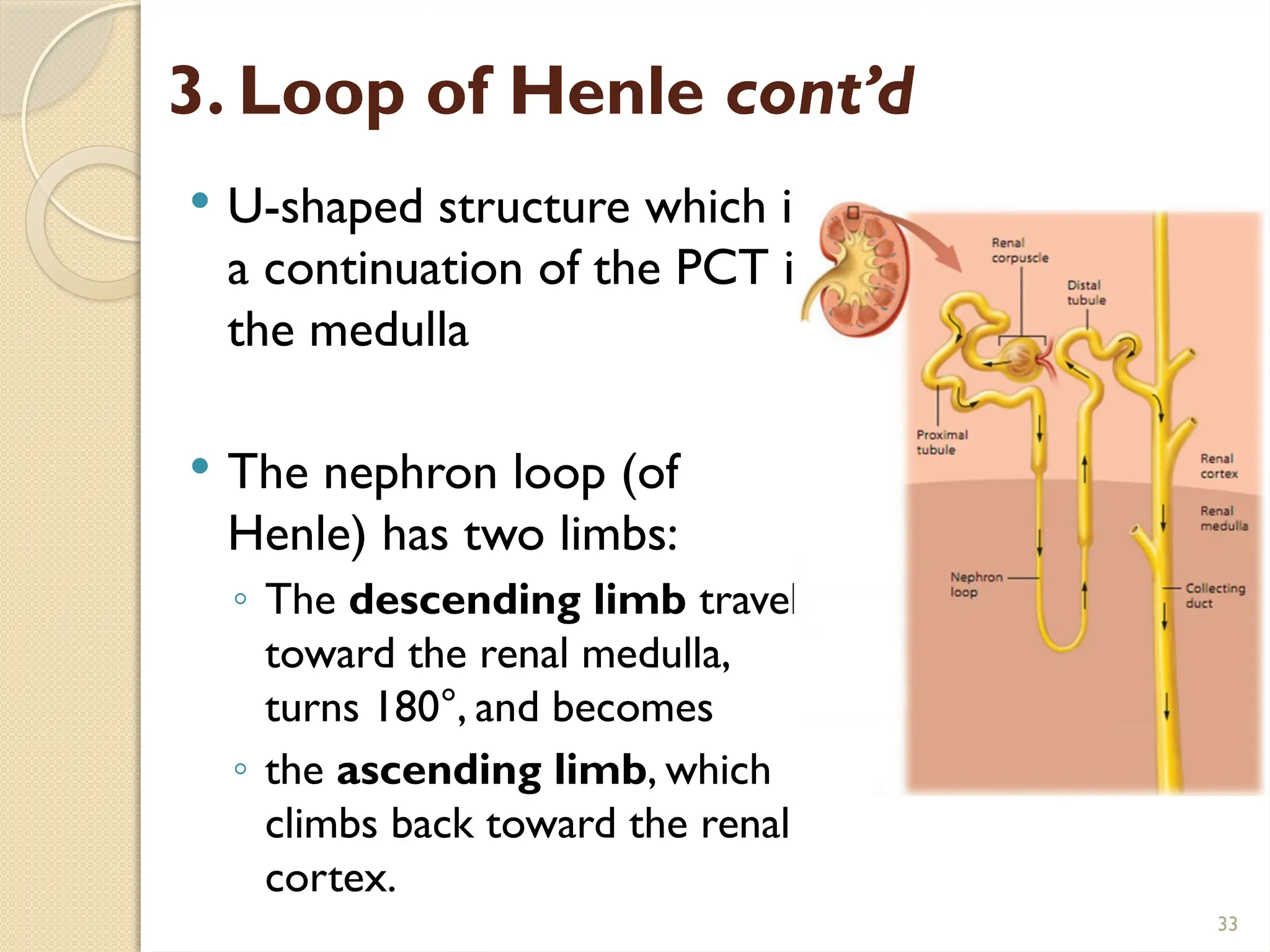 HISTOLOGY OF URINARY SYSTEM.pptx Histology Anatomy | PPTX