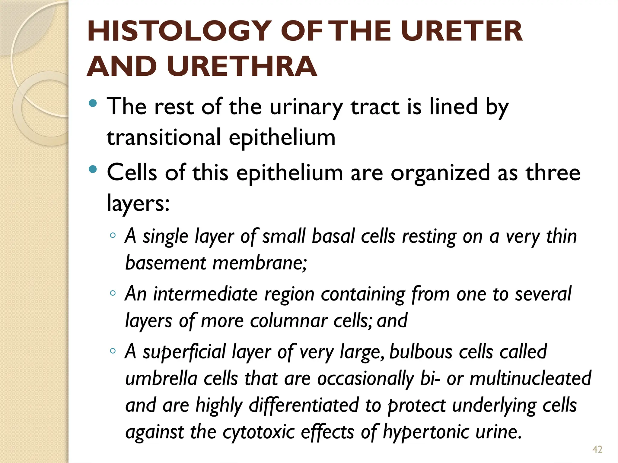 HISTOLOGY OF URINARY SYSTEM.pptx Histology Anatomy | PPTX