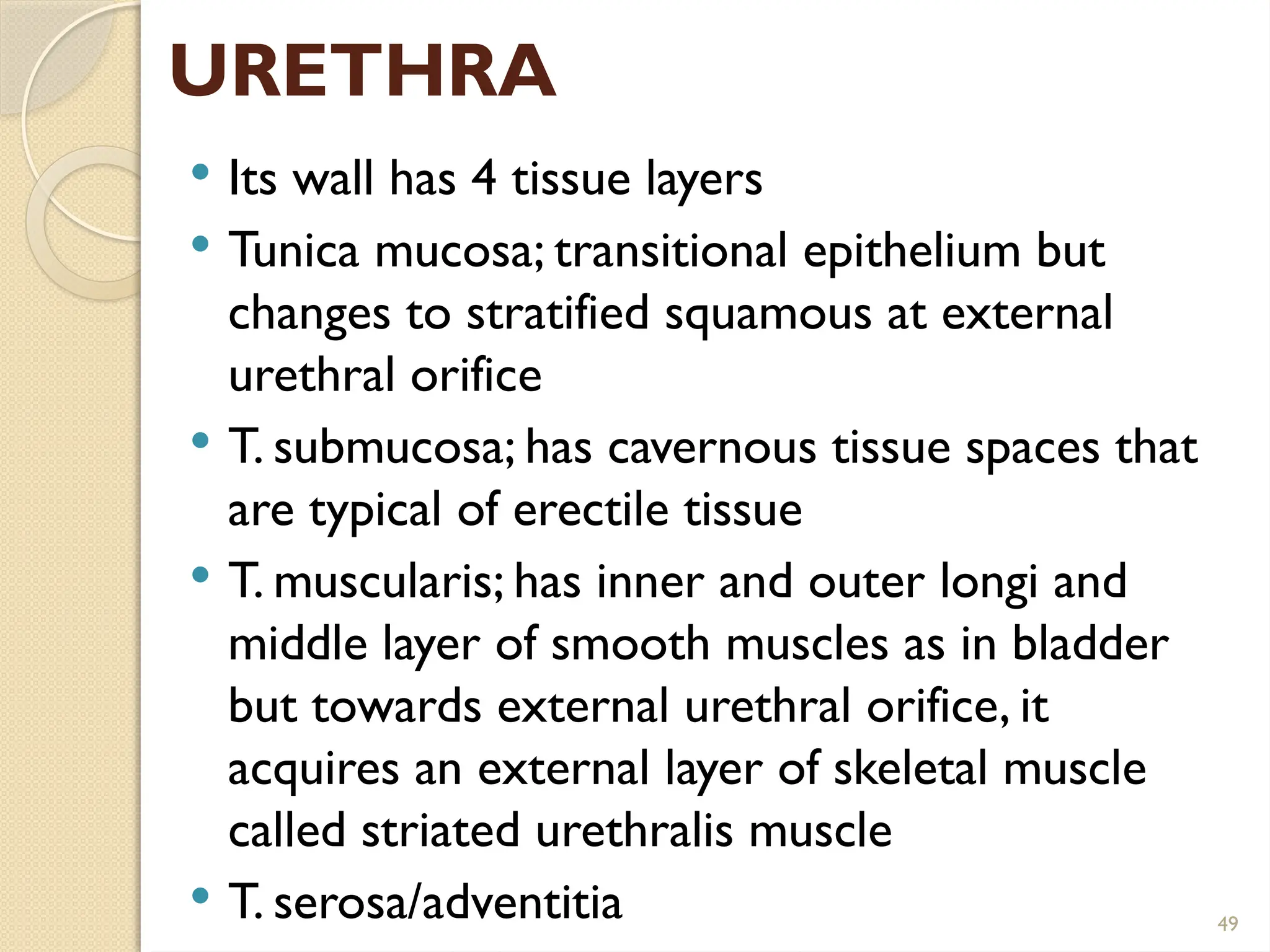 HISTOLOGY OF URINARY SYSTEM.pptx Histology Anatomy | PPTX