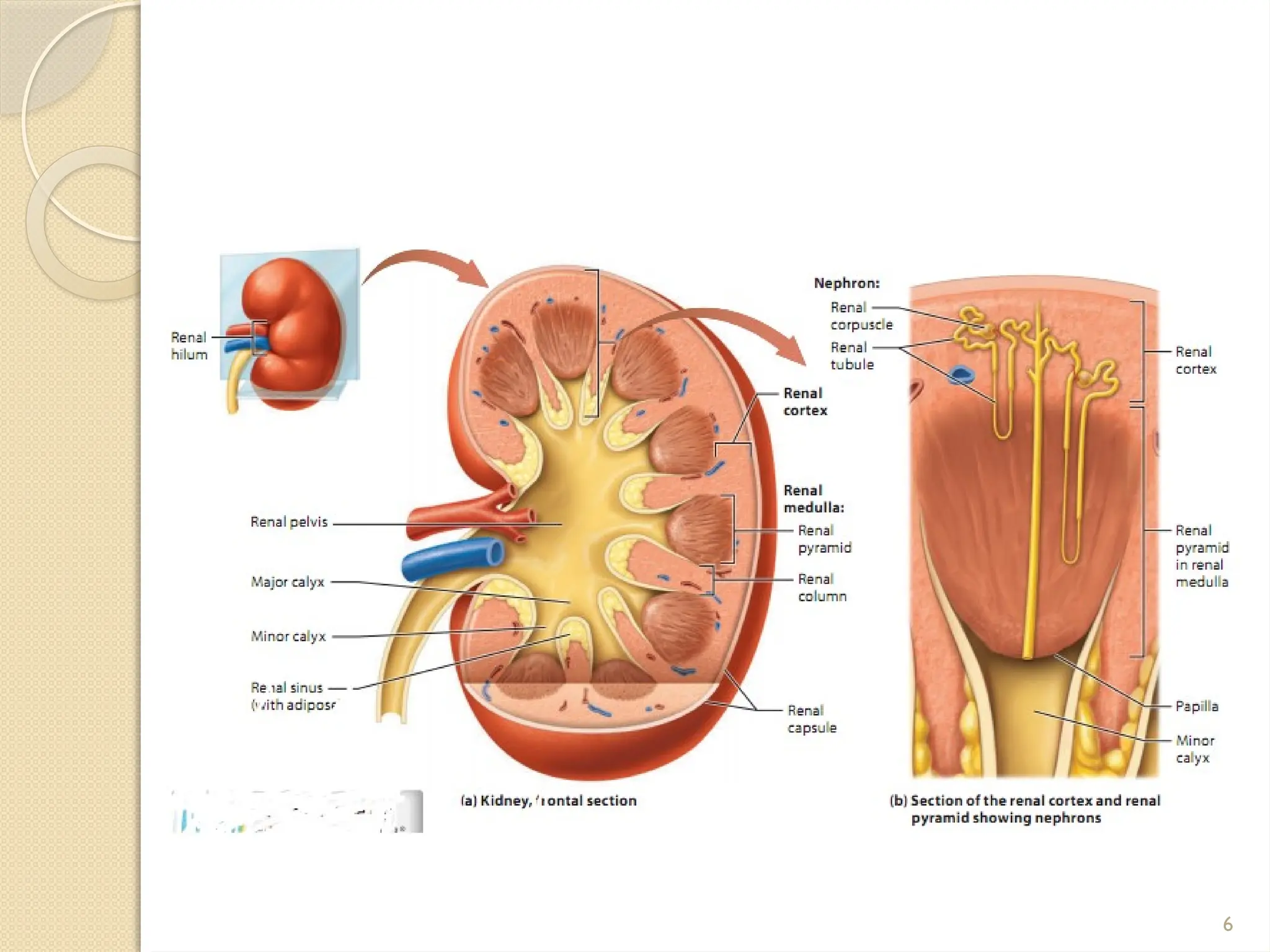 HISTOLOGY OF URINARY SYSTEM.pptx Histology Anatomy | PPTX