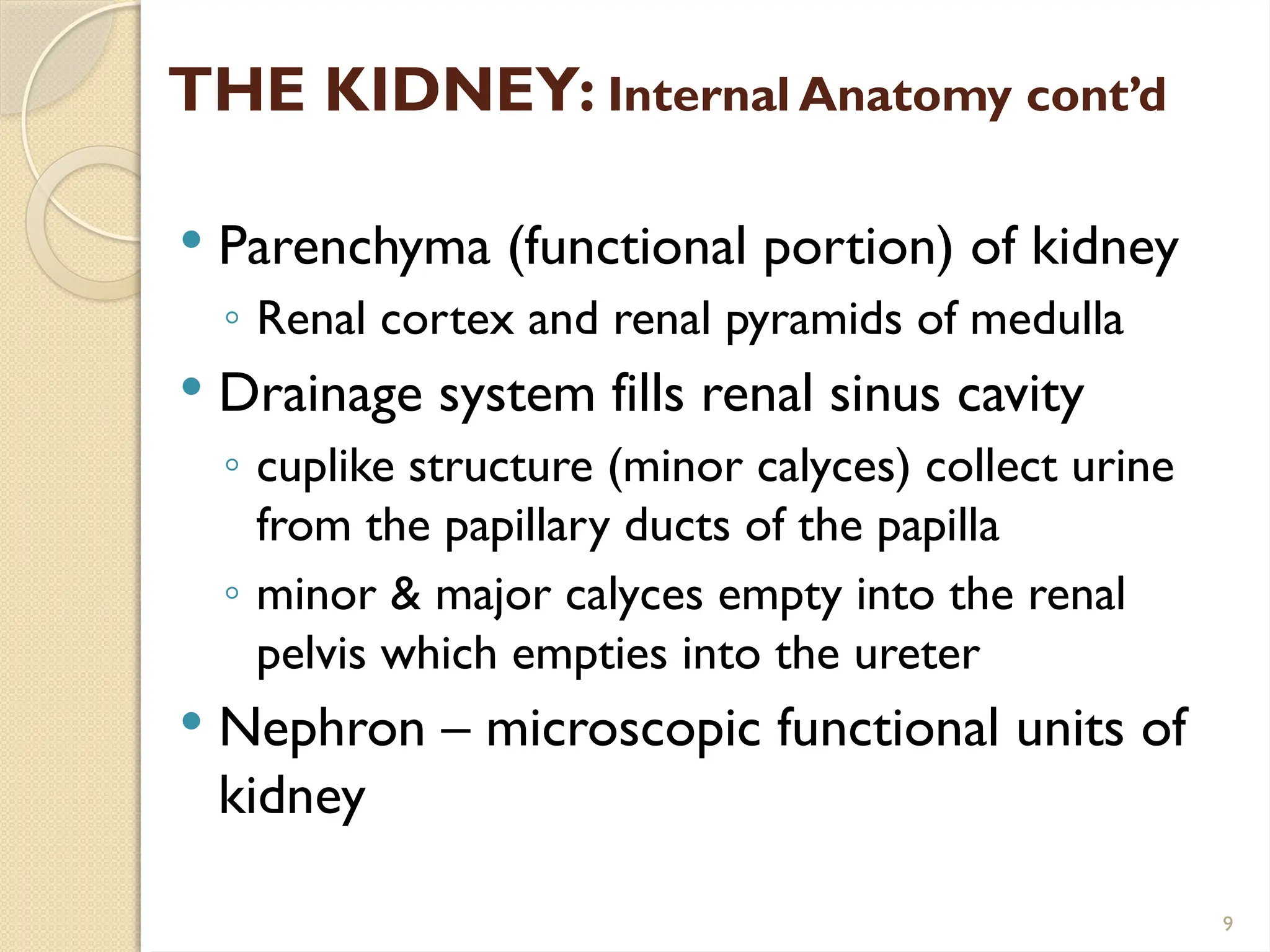 HISTOLOGY OF URINARY SYSTEM.pptx Histology Anatomy | PPTX