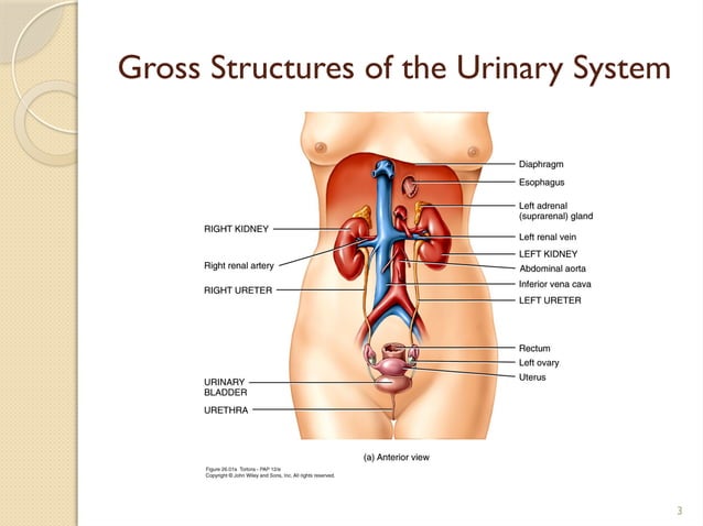 HISTOLOGY OF URINARY SYSTEM.pptx Histology Anatomy | PPTX | Chemistry | Science