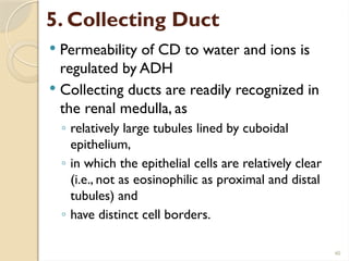 HISTOLOGY OF URINARY SYSTEM.pptx Histology Anatomy | PPTX