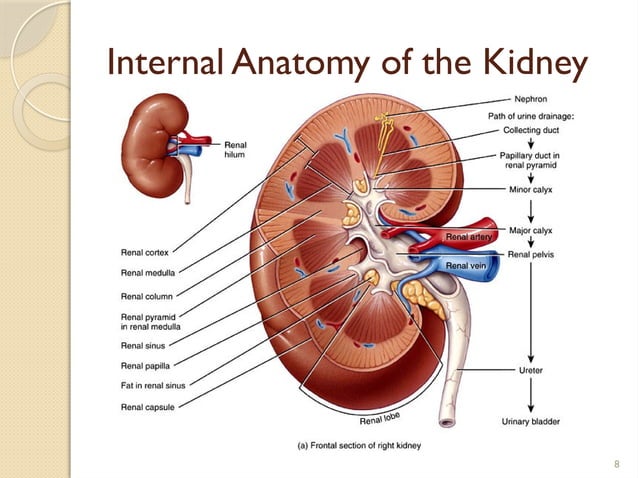 HISTOLOGY OF URINARY SYSTEM.pptx Histology Anatomy | PPTX | Chemistry | Science