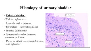 Histology of urinary system,............. | PPTX