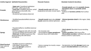 Histology of urinary system,............. | PPTX