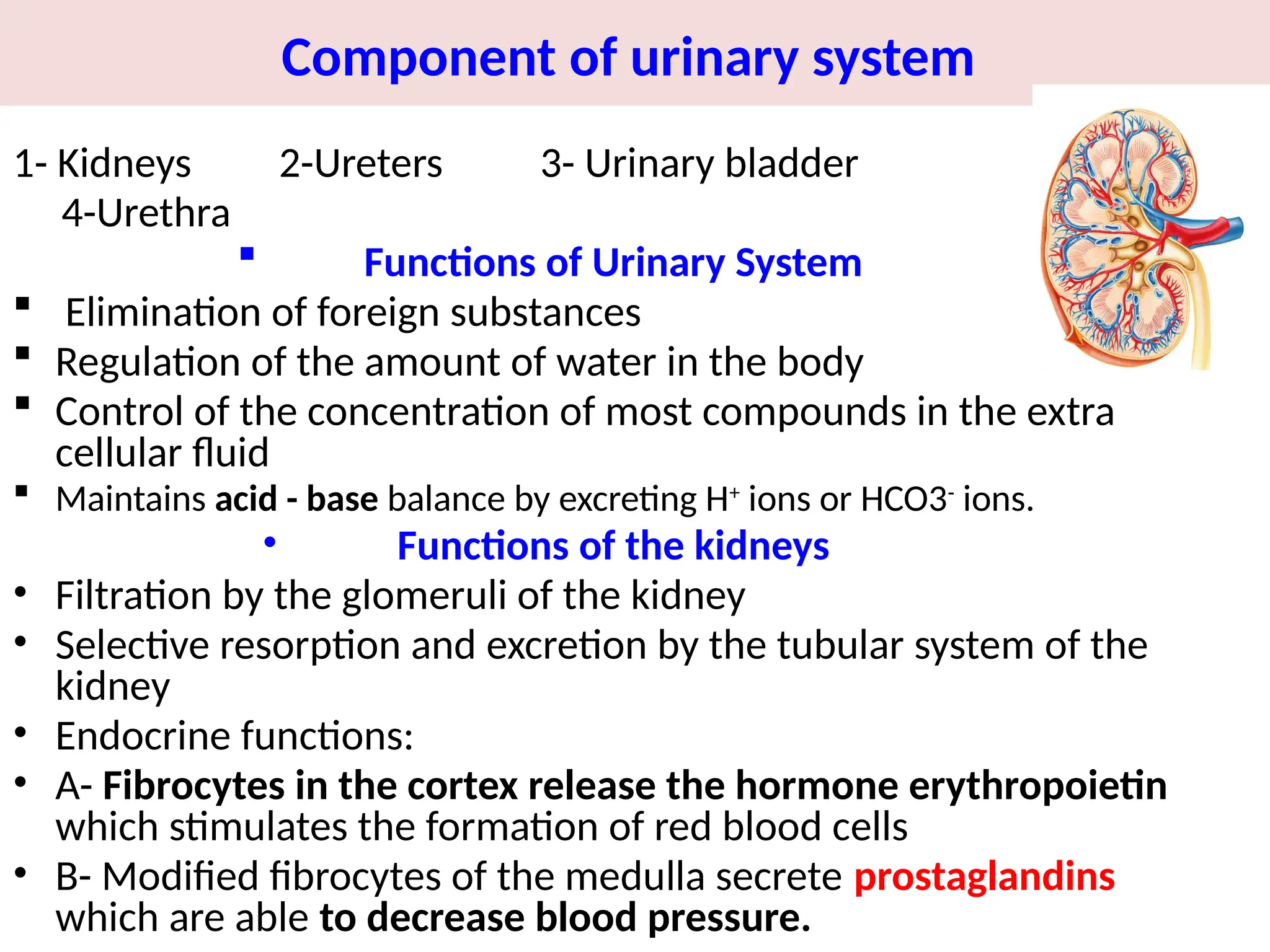 Histology of urinary system 2025 Histology of urinary system | PPTX