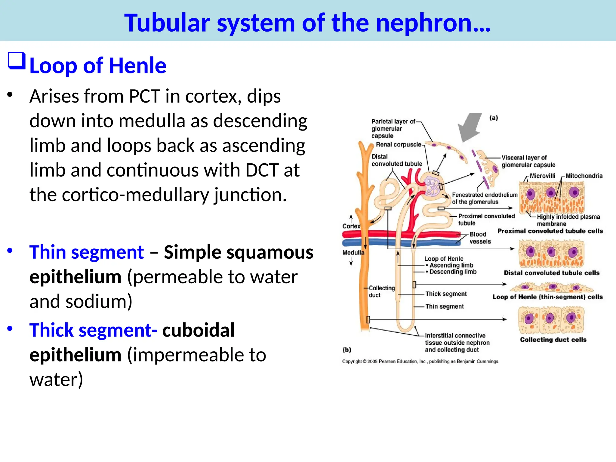 Histology of urinary system 2025 Histology of urinary system | PPTX