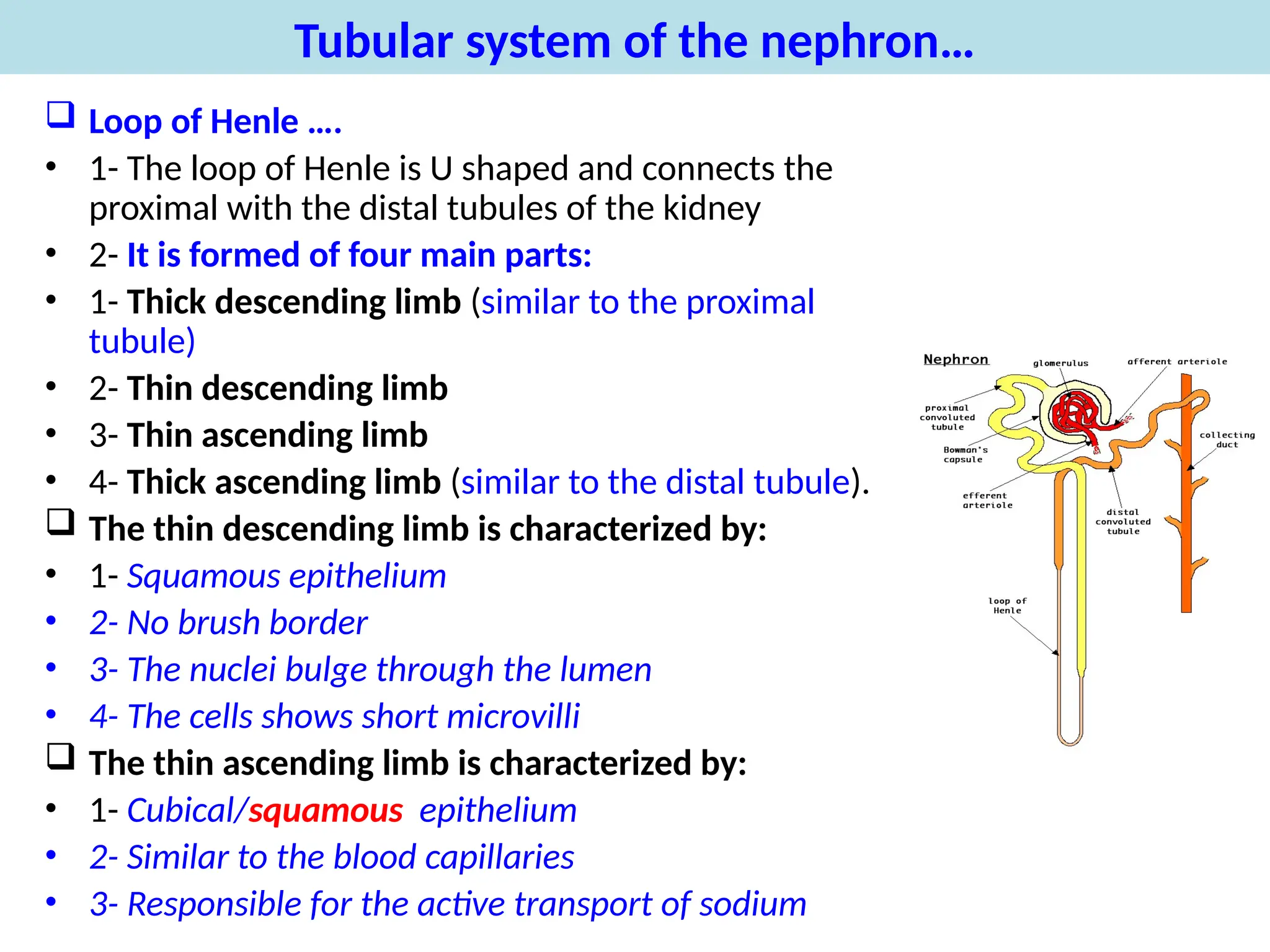 Histology of urinary system 2025 Histology of urinary system | PPTX