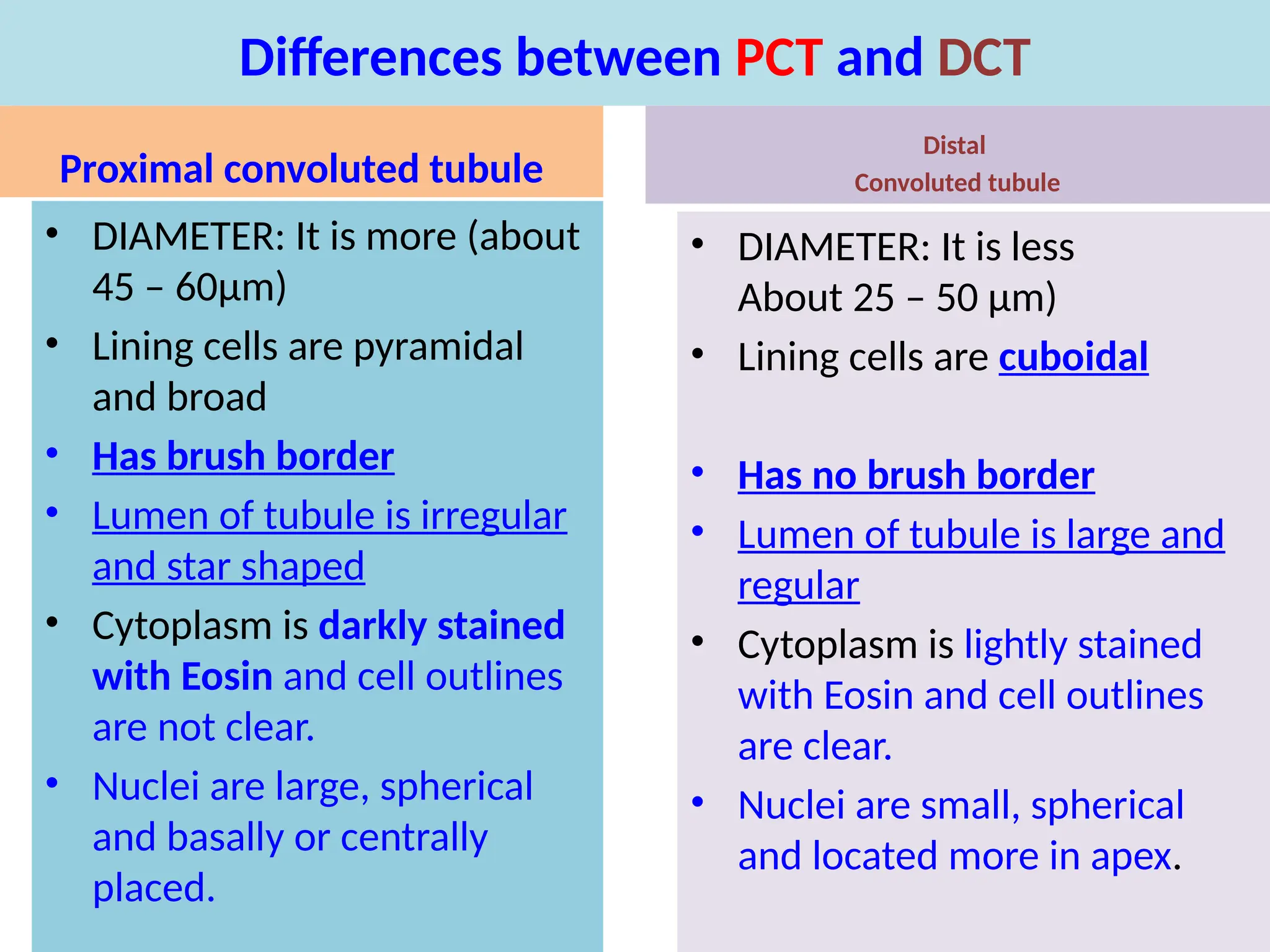 Histology of urinary system 2025 Histology of urinary system | PPTX