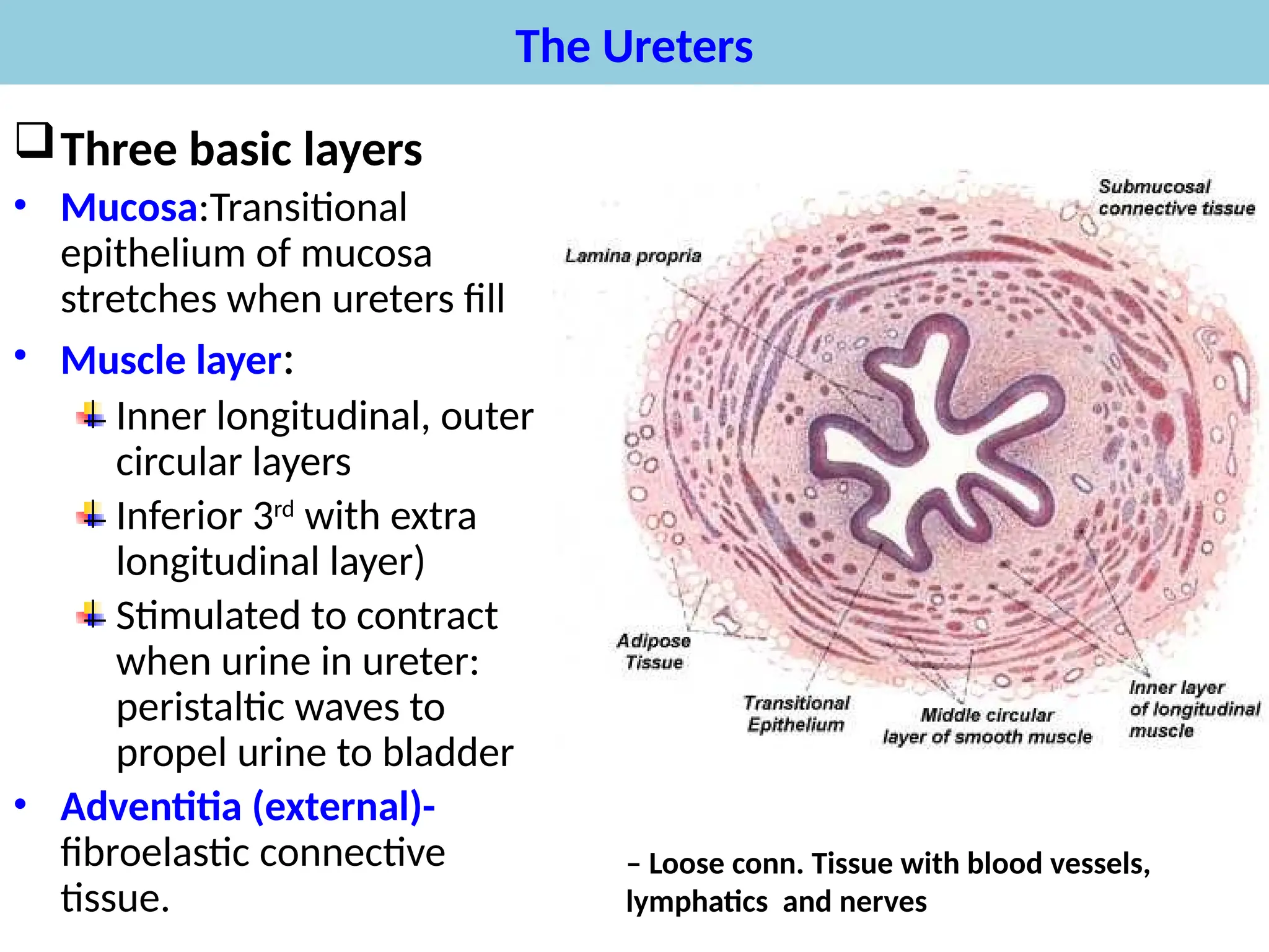 Histology of urinary system 2025 Histology of urinary system | PPTX