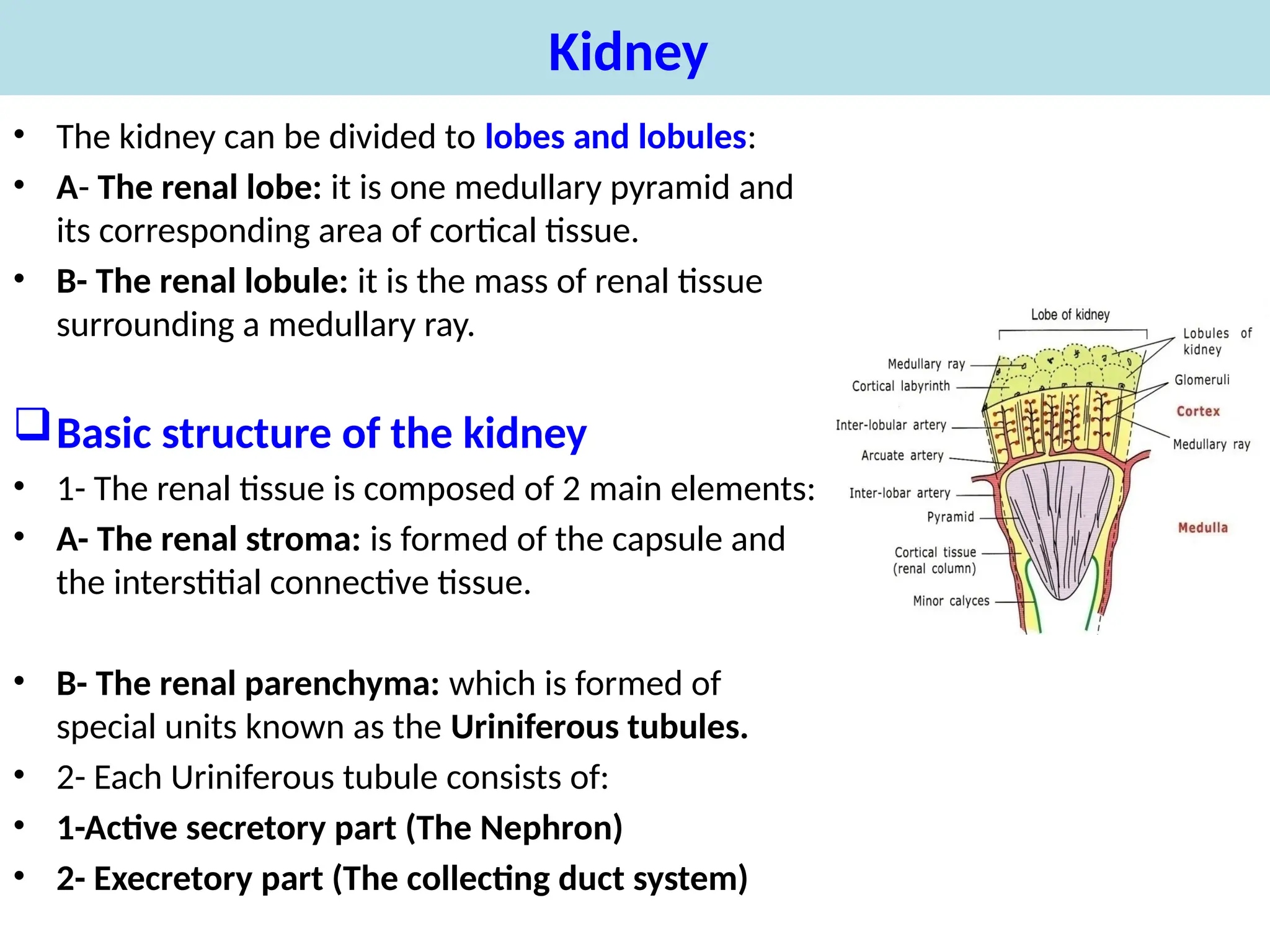 Histology of urinary system 2025 Histology of urinary system | PPTX