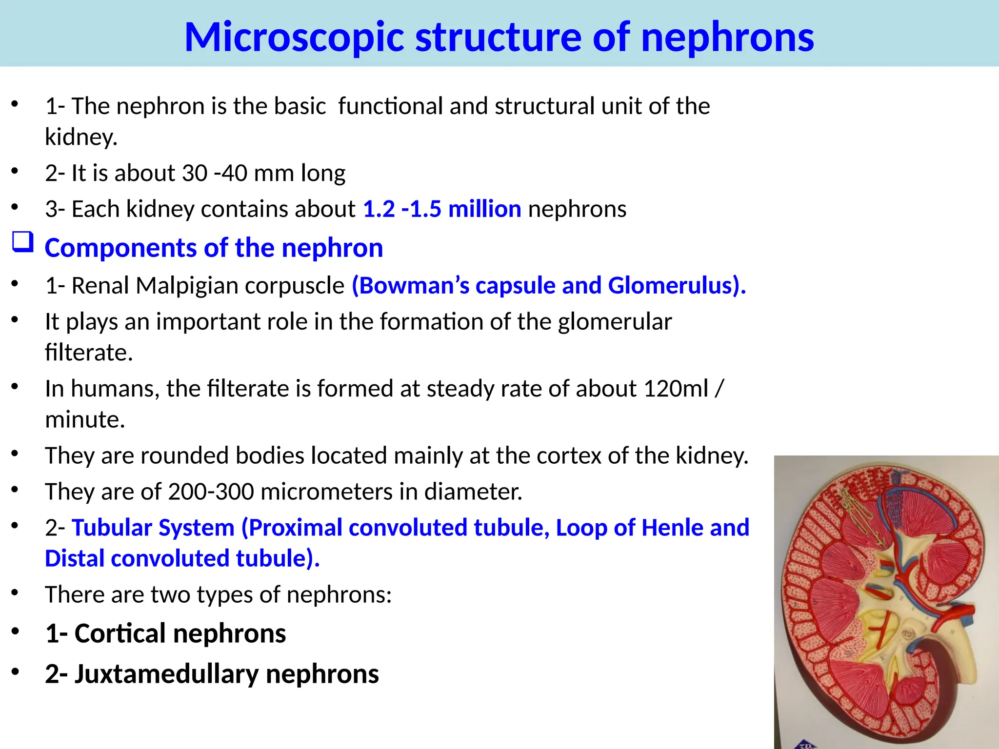 Histology of urinary system 2025 Histology of urinary system | PPTX