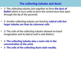 Histology of urinary system 2025 Histology of urinary system | PPTX