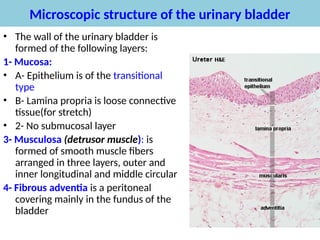 Histology of urinary system 2025 Histology of urinary system | PPTX