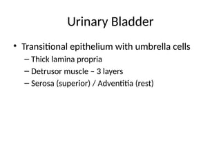 Histology_of_Urinary_System_BSc.pptxmmmm | PPTX