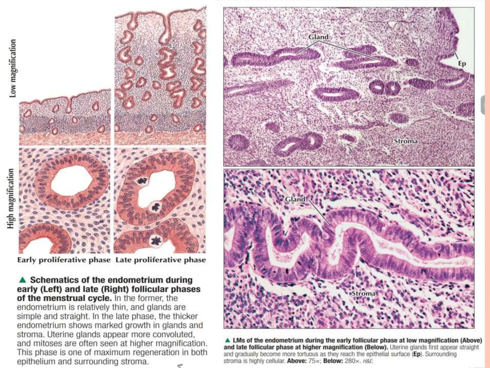 Histology of uterine endometrium.pptxXXX | PPTX