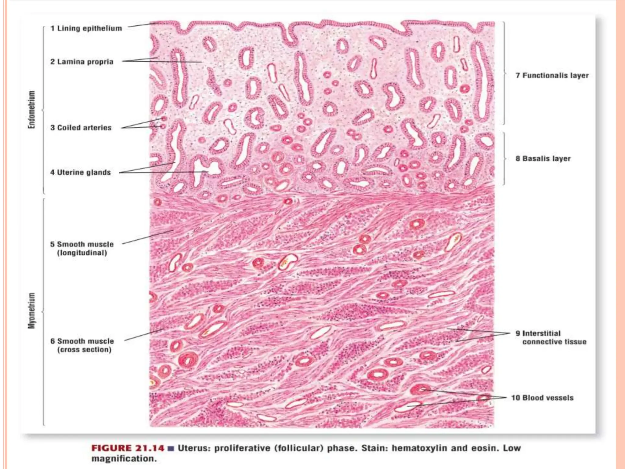 Histology of uterine endometrium.pptxXXX | PPTX