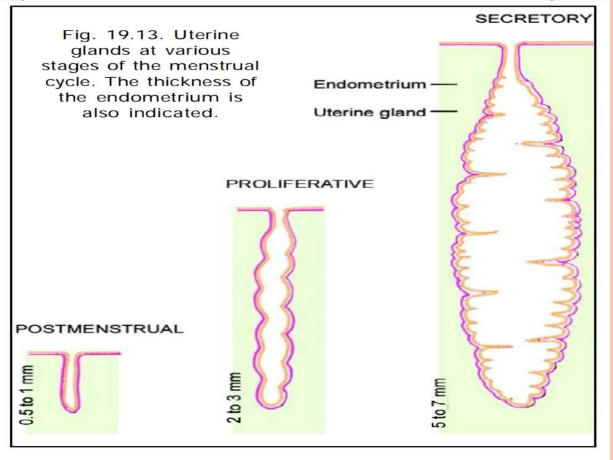 Endometrium Histology Cycle