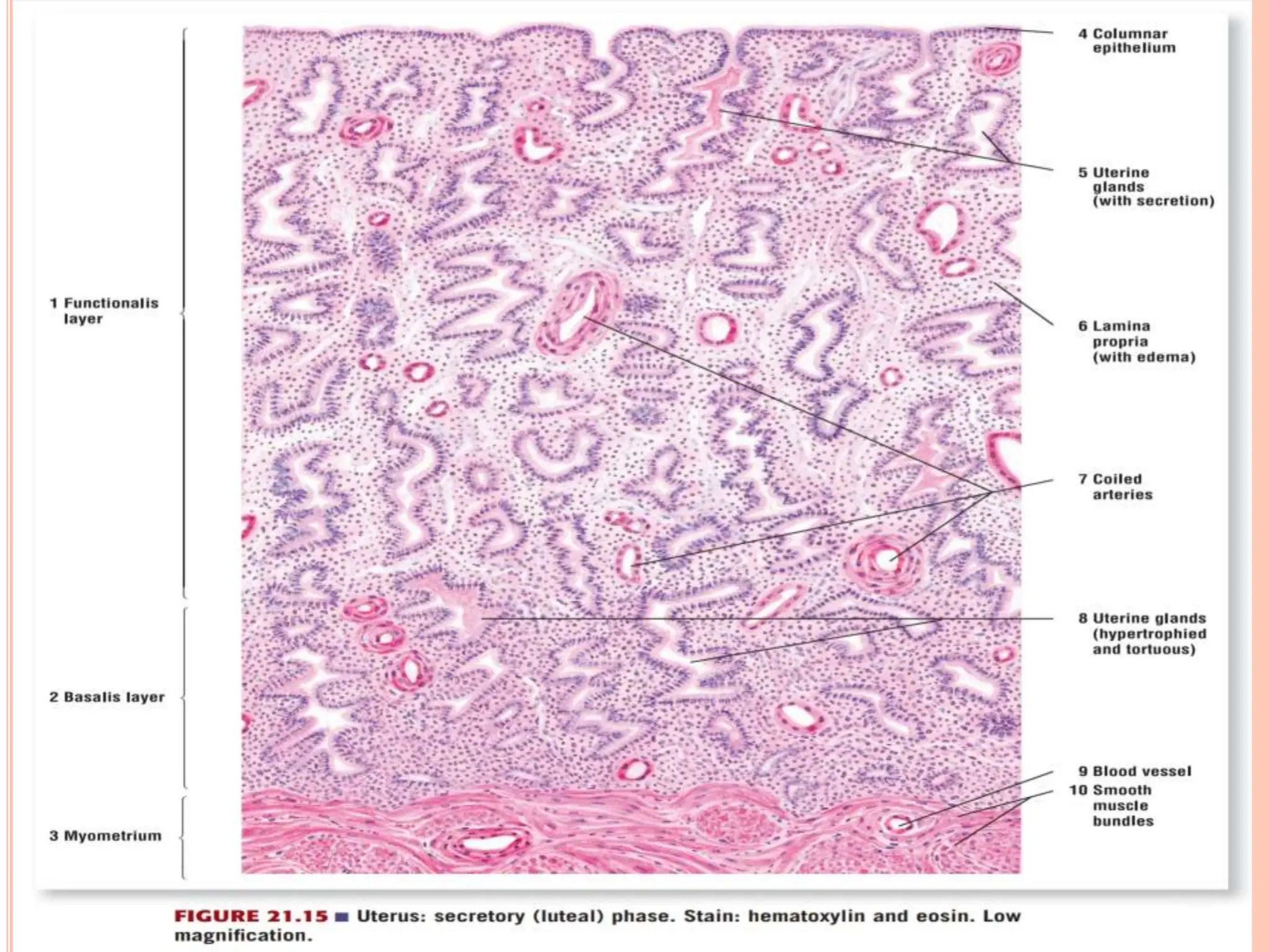 Histology of uterine endometrium.pptxXXX | PPTX