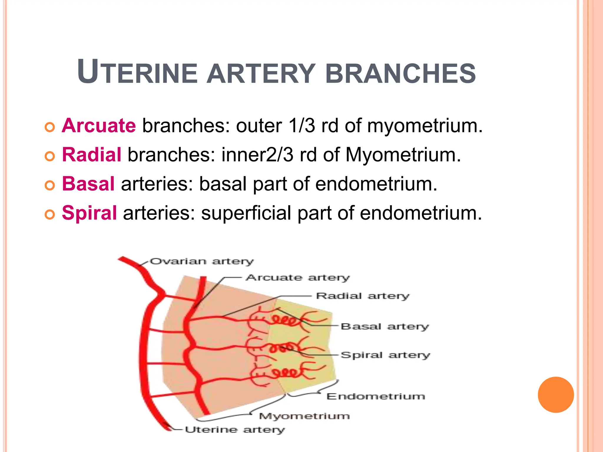 Histology of uterine endometrium.pptxXXX | PPTX