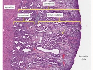 Histology of uterine endometrium.pptxXXX | PPTX