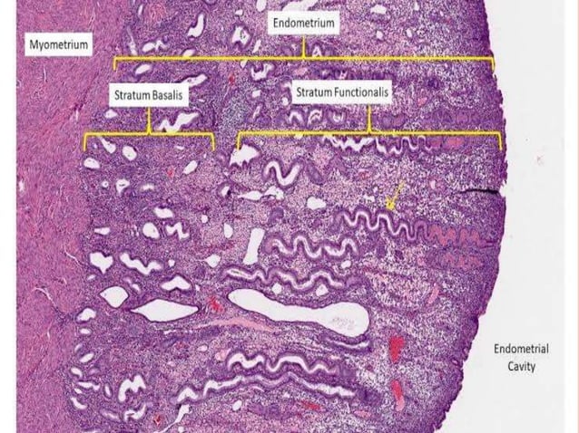 Histology of uterine endometrium.pptxXXX | PPTX | Menopause | Endocrine ...