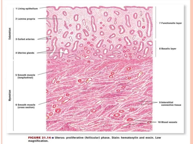 Histology of uterine endometrium.pptxXXX | PPTX | Menopause | Endocrine ...