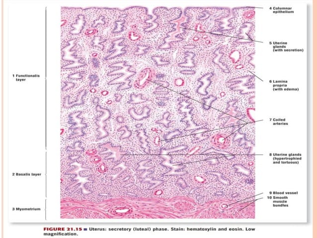 Histology of uterine endometrium.pptxXXX | PPTX | Menopause | Endocrine ...