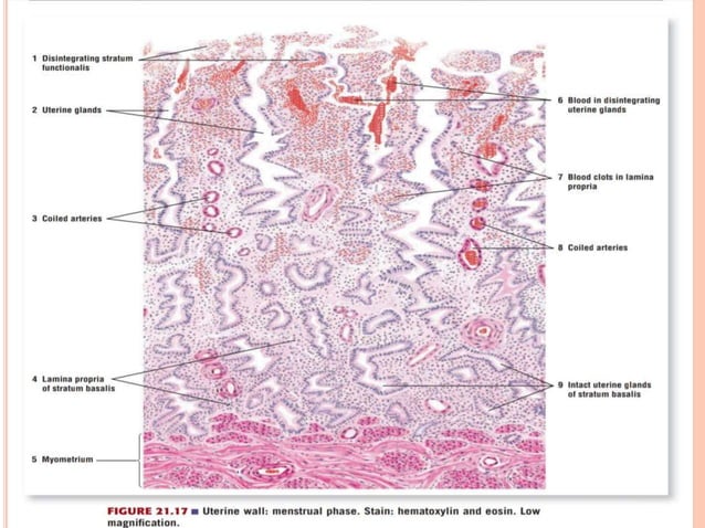Histology of uterine endometrium.pptxXXX | PPTX | Menopause | Endocrine ...