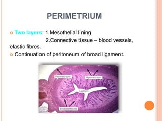 Histology of uterine endometrium.pptxXXX | PPTX