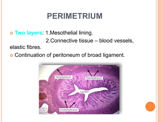 Histology of uterine endometrium.pptxXXX | PPTX | Menopause | Endocrine ...