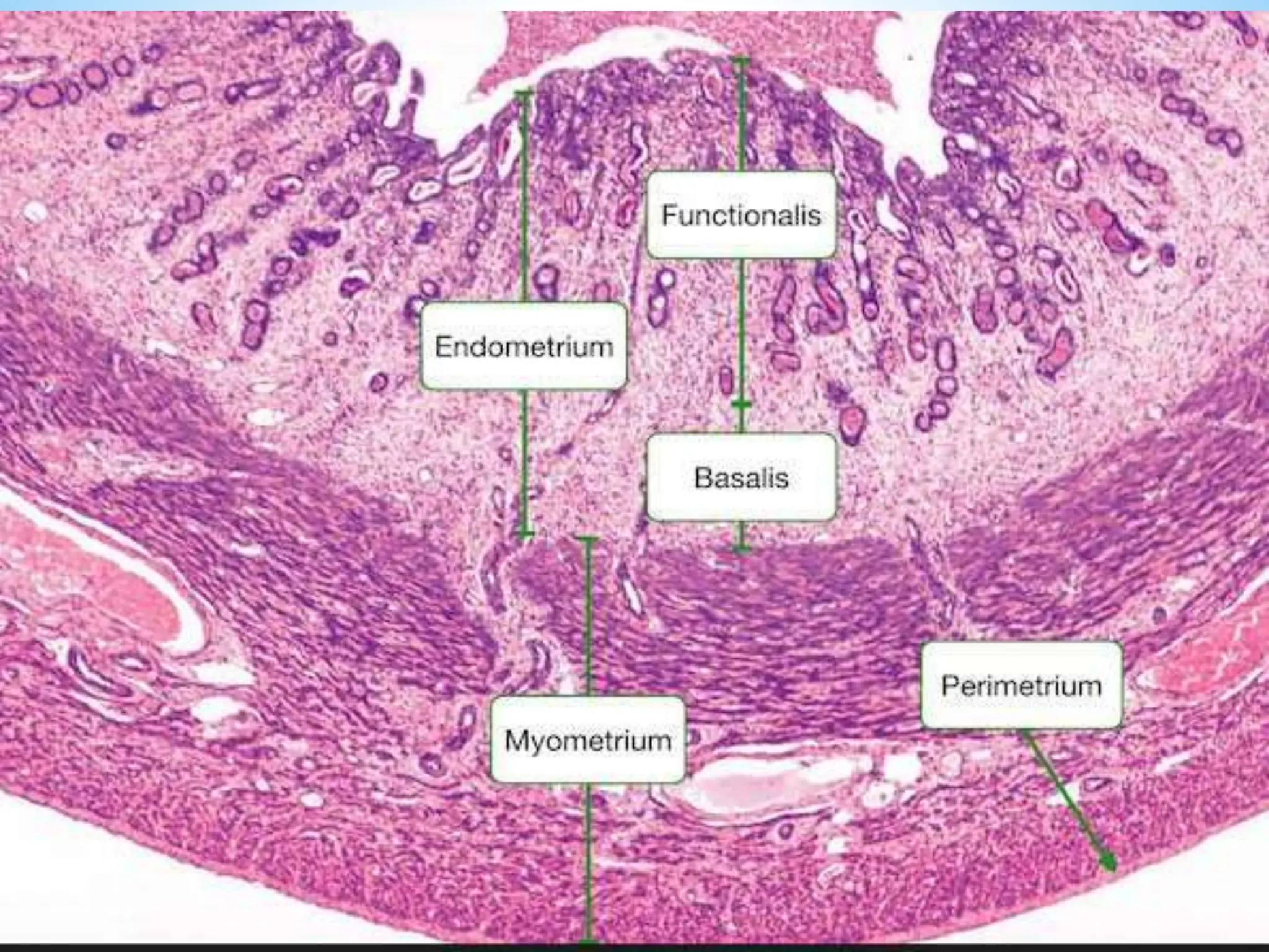 HISTOLOGY OF THE UTERUS FOR MBBS 2ND YEAR REPRODUCTION MODULE | PPTX