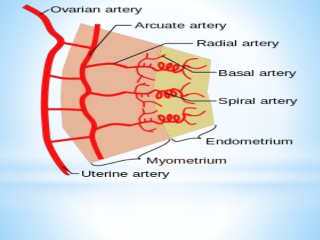 HISTOLOGY OF THE UTERUS FOR MBBS 2ND YEAR REPRODUCTION MODULE | PPTX ...