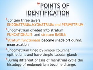HISTOLOGY OF THE UTERUS FOR MBBS 2ND YEAR REPRODUCTION MODULE | PPTX