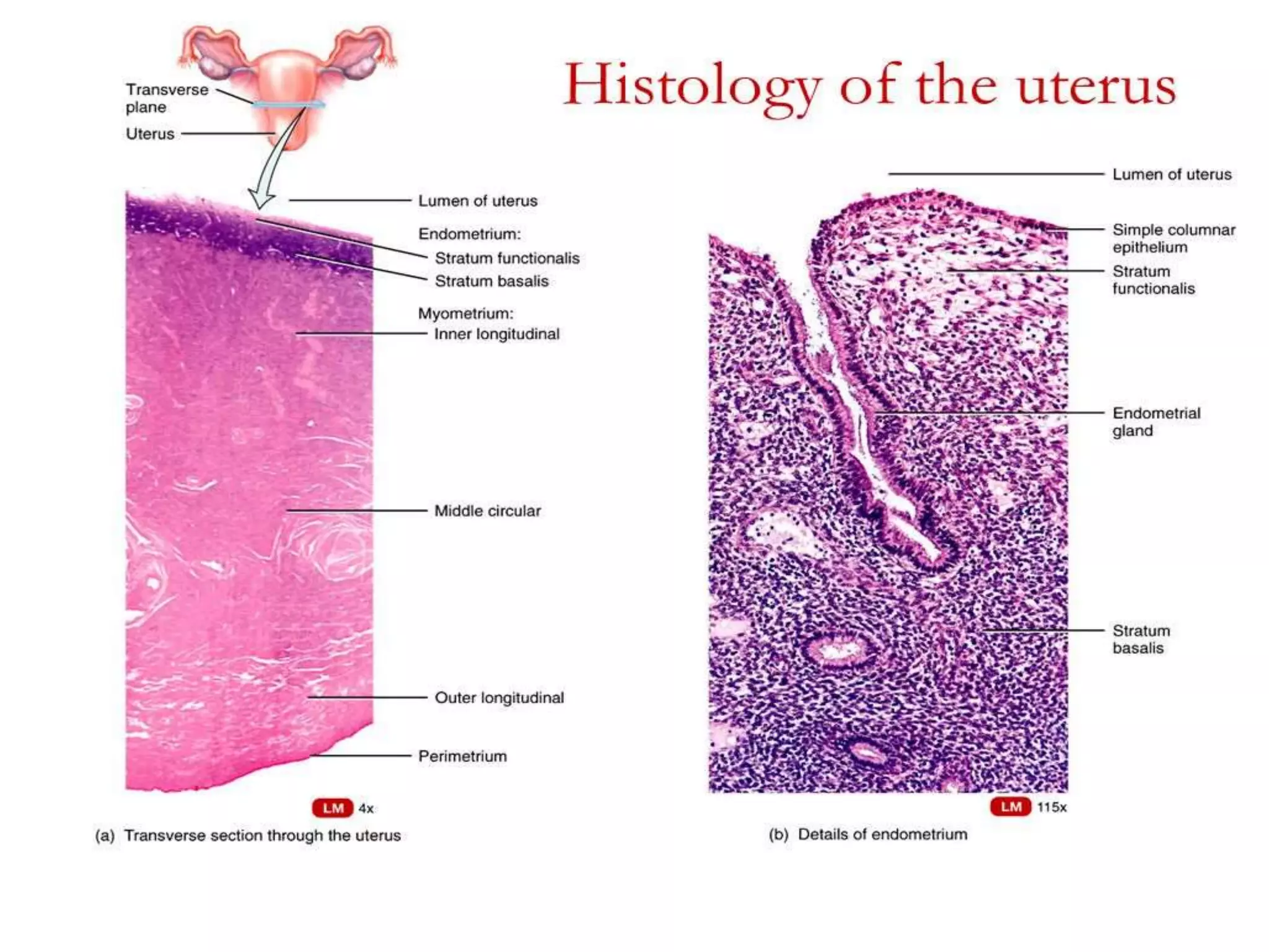 Histology of uterus and cervix | PPTX