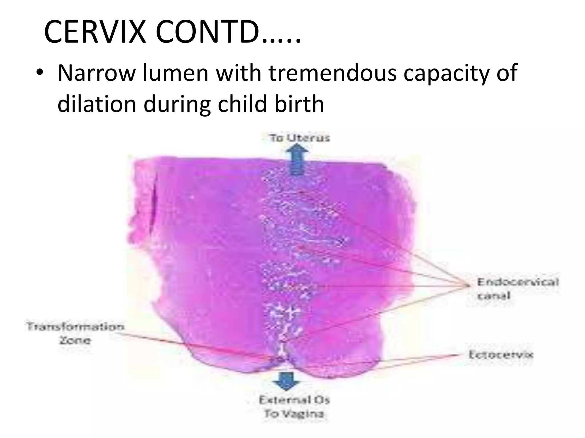Histology of uterus and cervix | PPTX