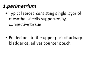 Histology of uterus and cervix | PPTX