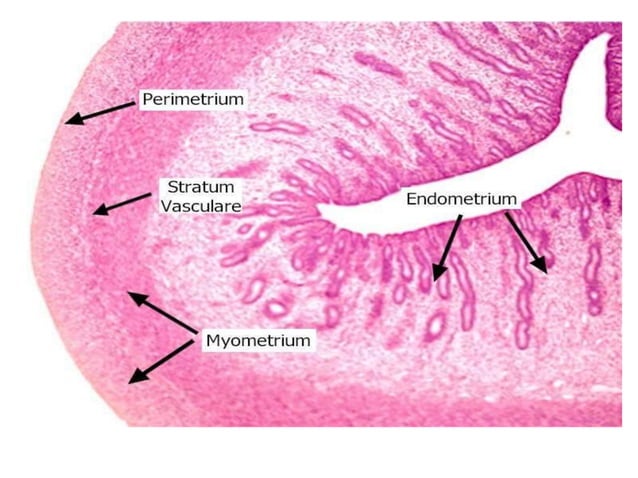 Histology of uterus and cervix | PPTX