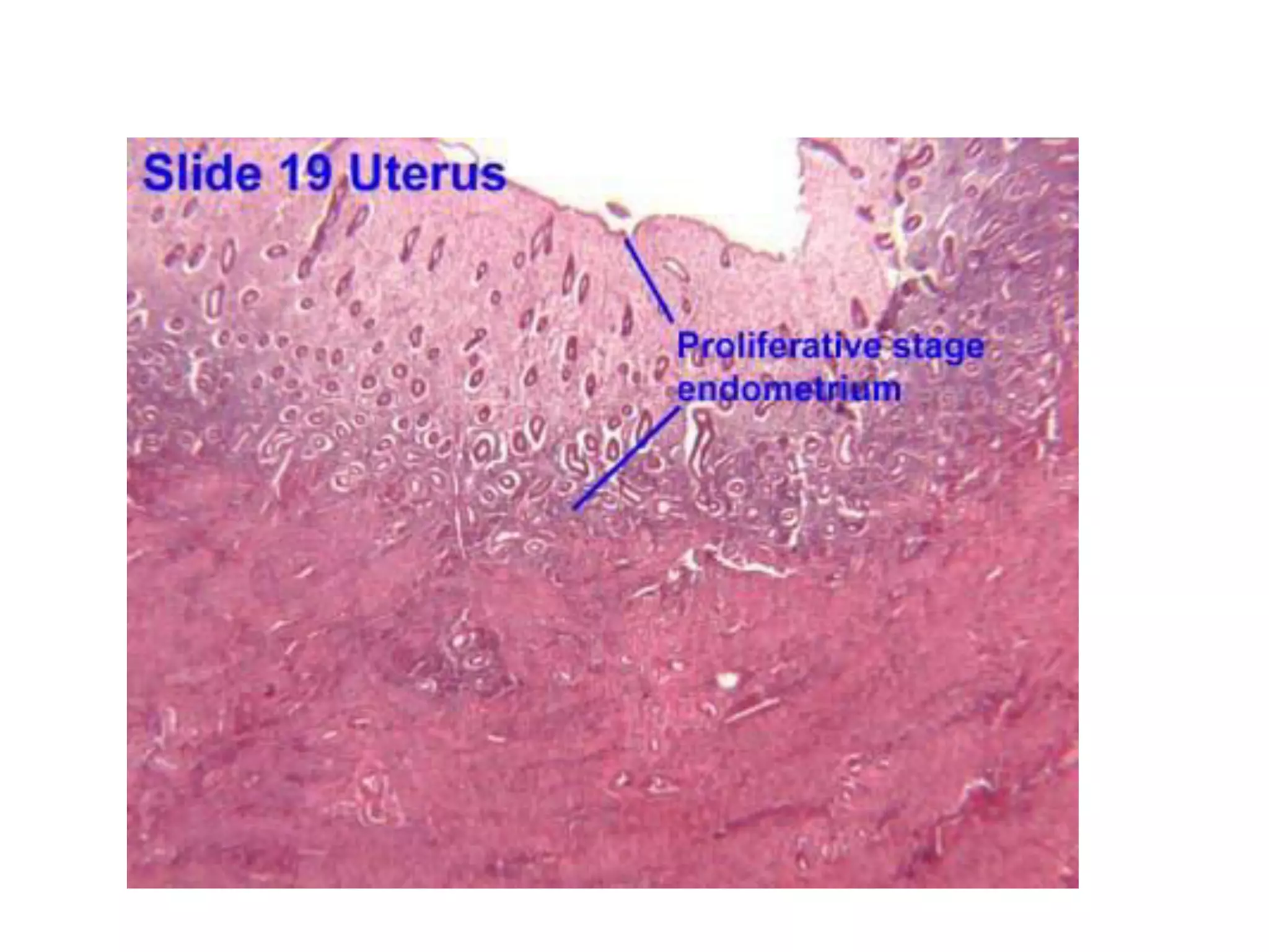 Histology of uterus, mammary gland, placenta | PDF