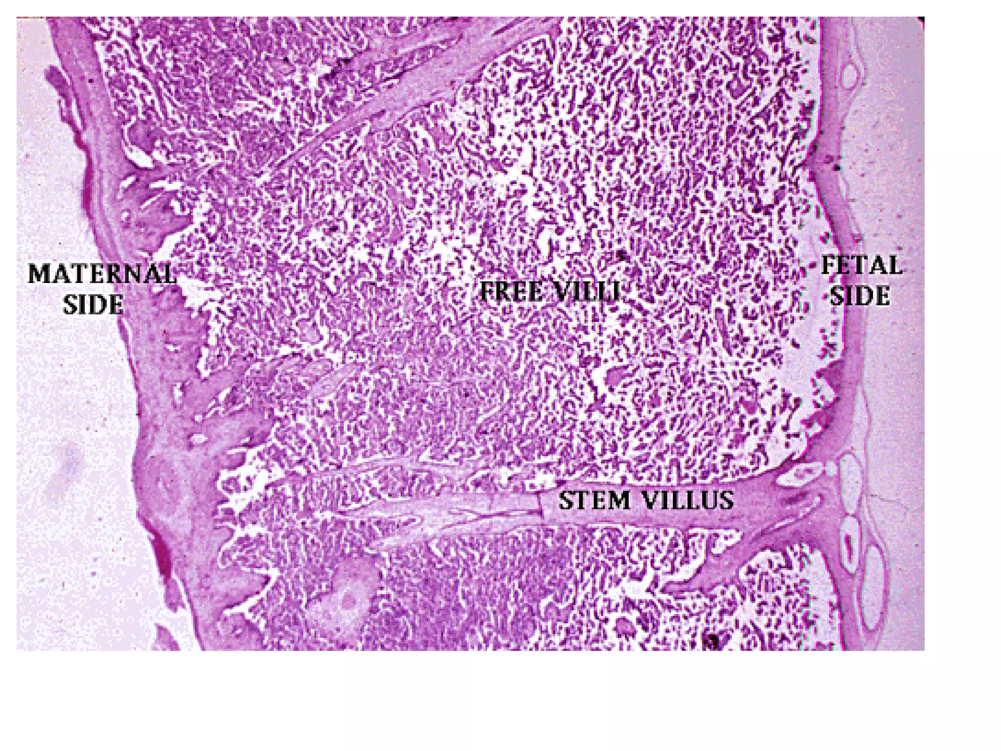 Histology of uterus, mammary gland, placenta | PDF