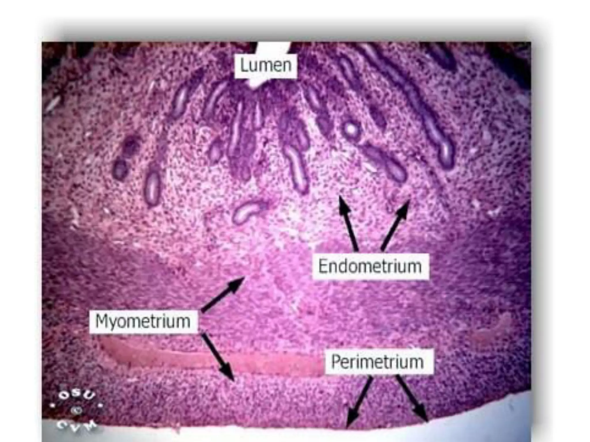 Histology of uterus, mammary gland, placenta | PDF