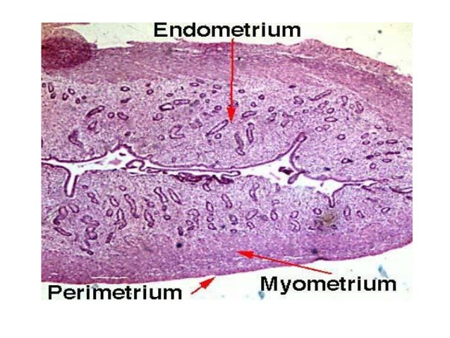 Histology of uterus, mammary gland, placenta