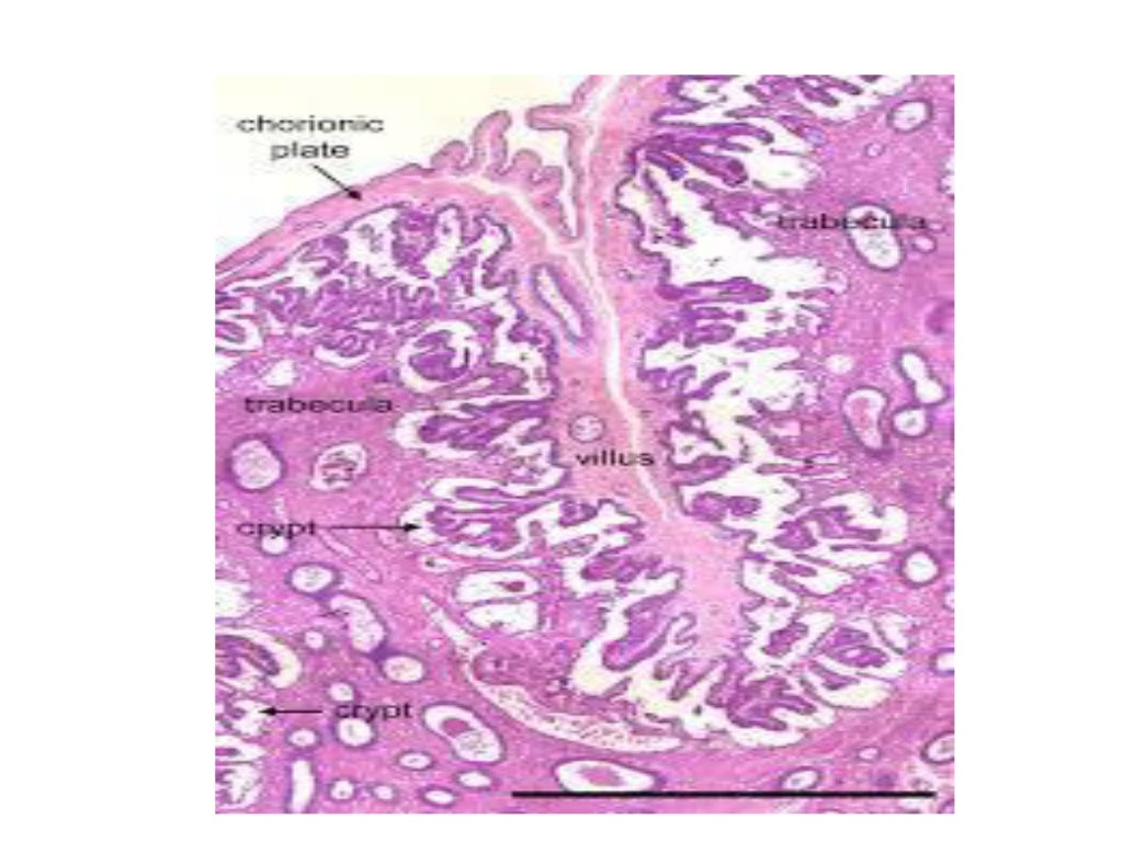 Histology of uterus, mammary gland, placenta