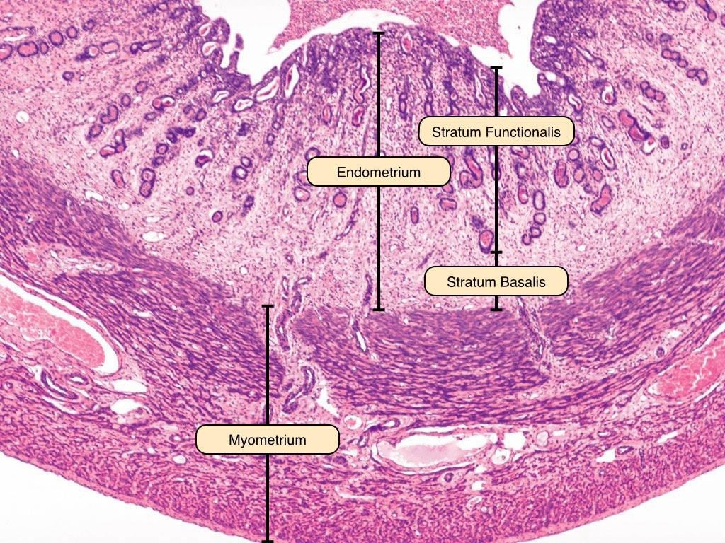 Histology of uterus, mammary gland, placenta