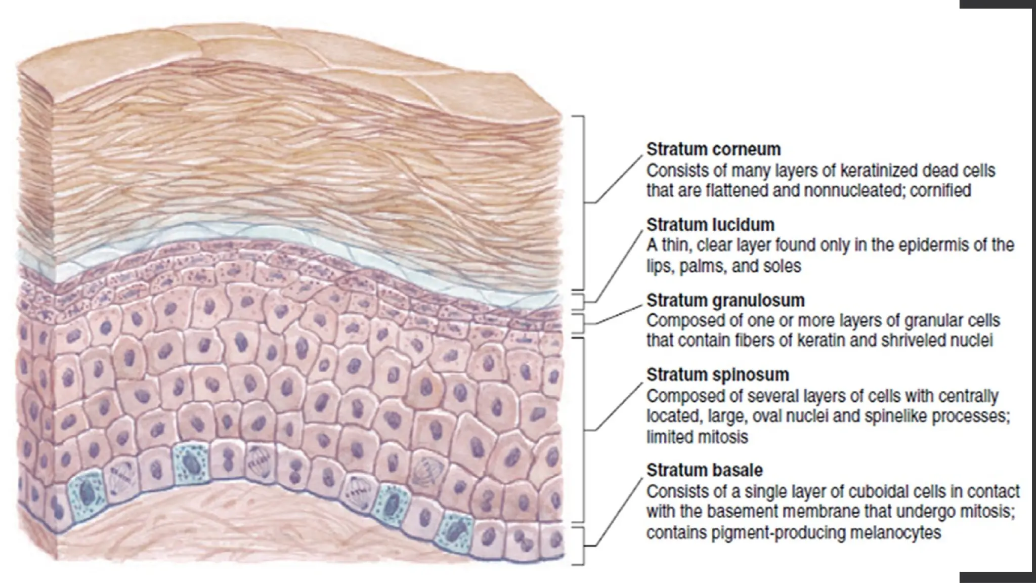 Histology of various organ systems, blood cells and vessels.pptx
