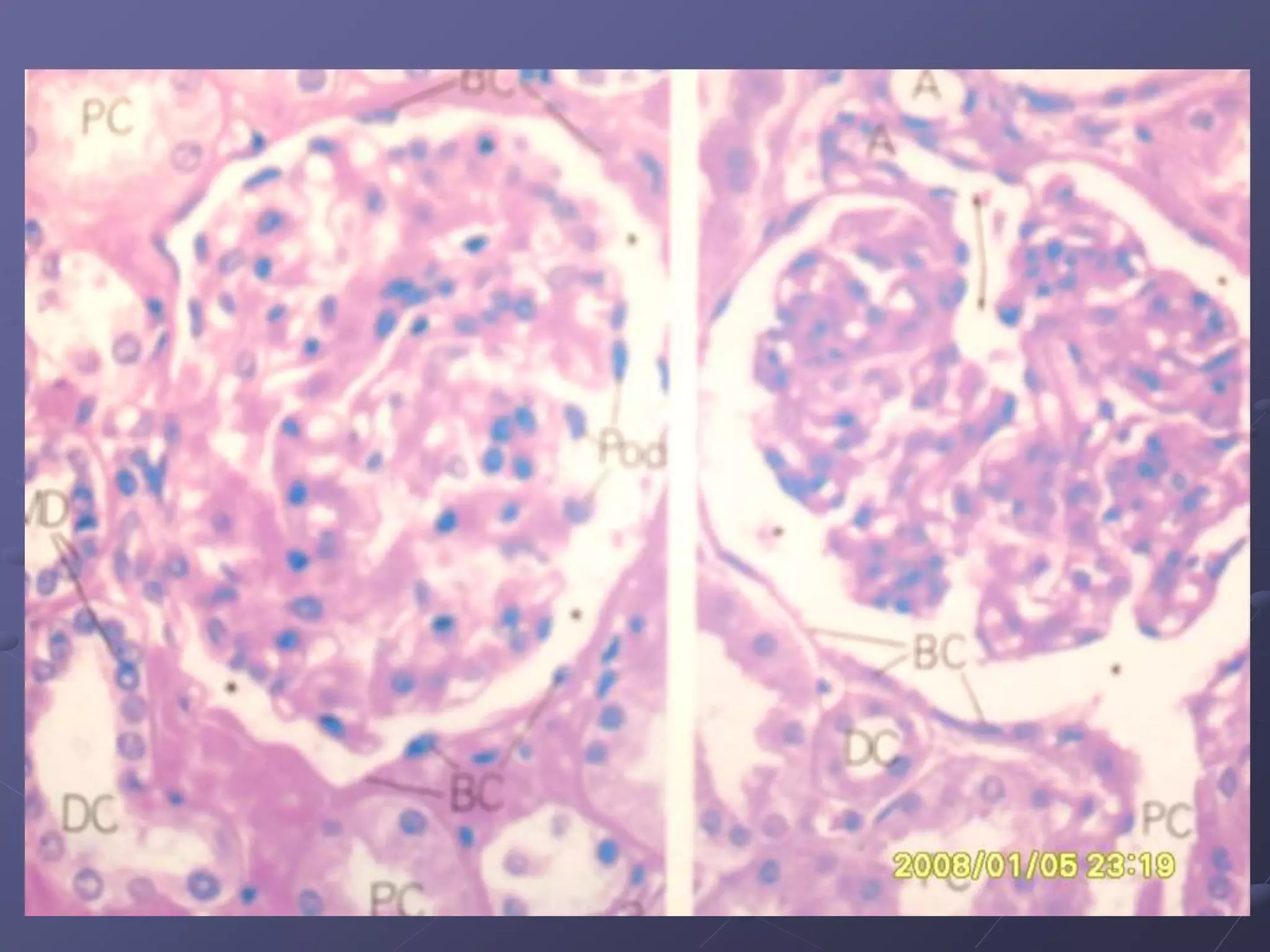 Histology of whole urinary tract | PPT