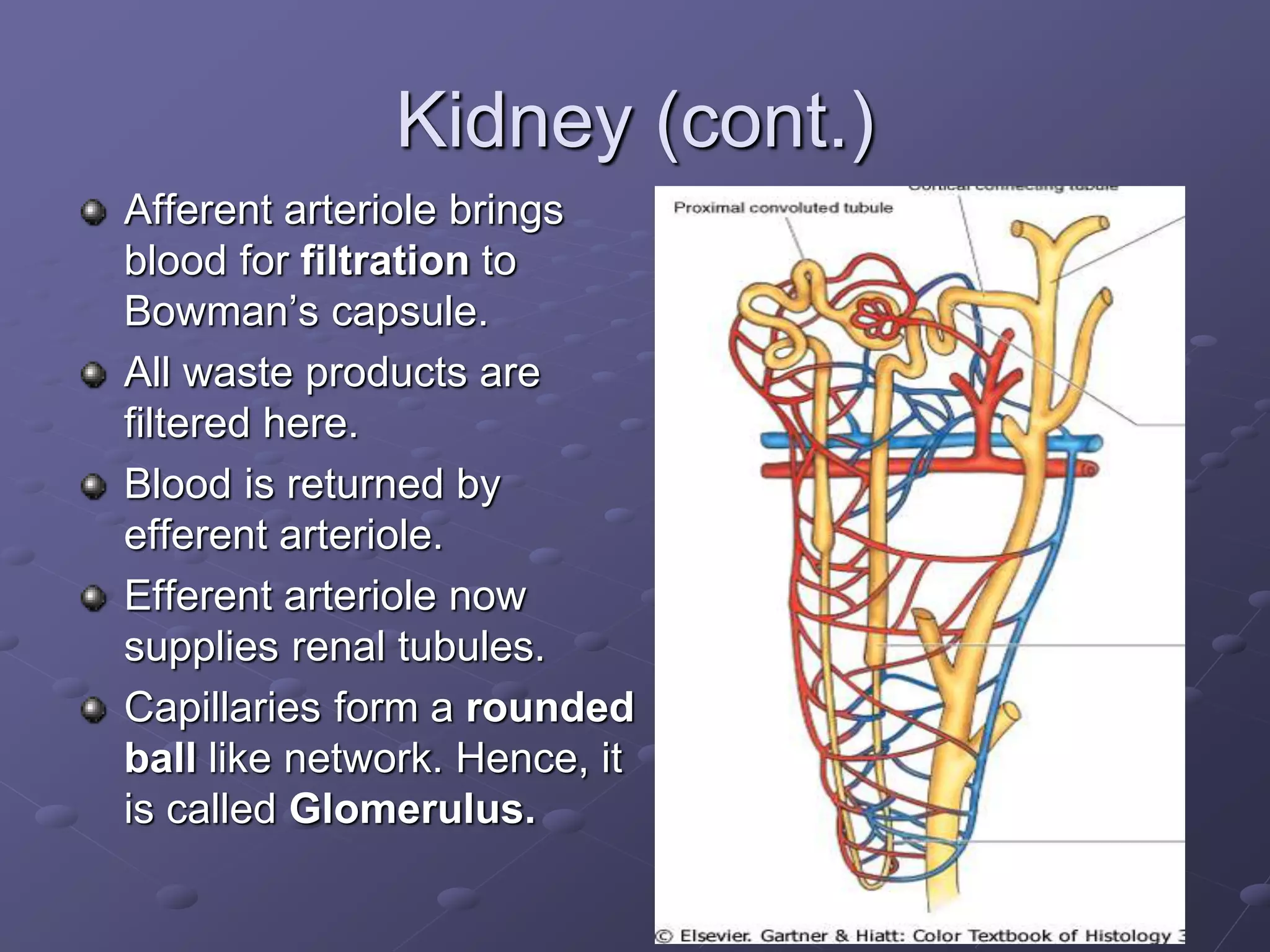 Histology of whole urinary tract | PPT