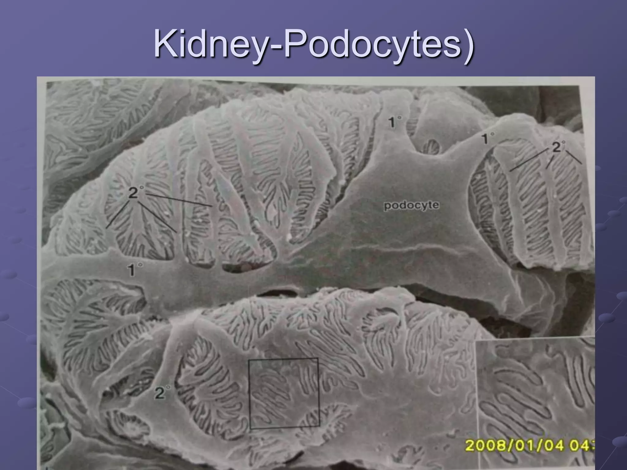 Histology of whole urinary tract | PPT